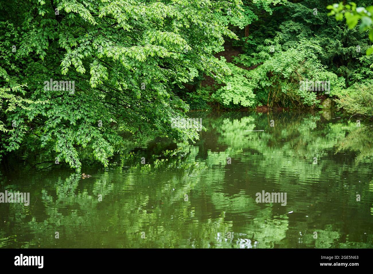 Fresh green European or common hornbeam (Carpinus betulus) trees beside ...