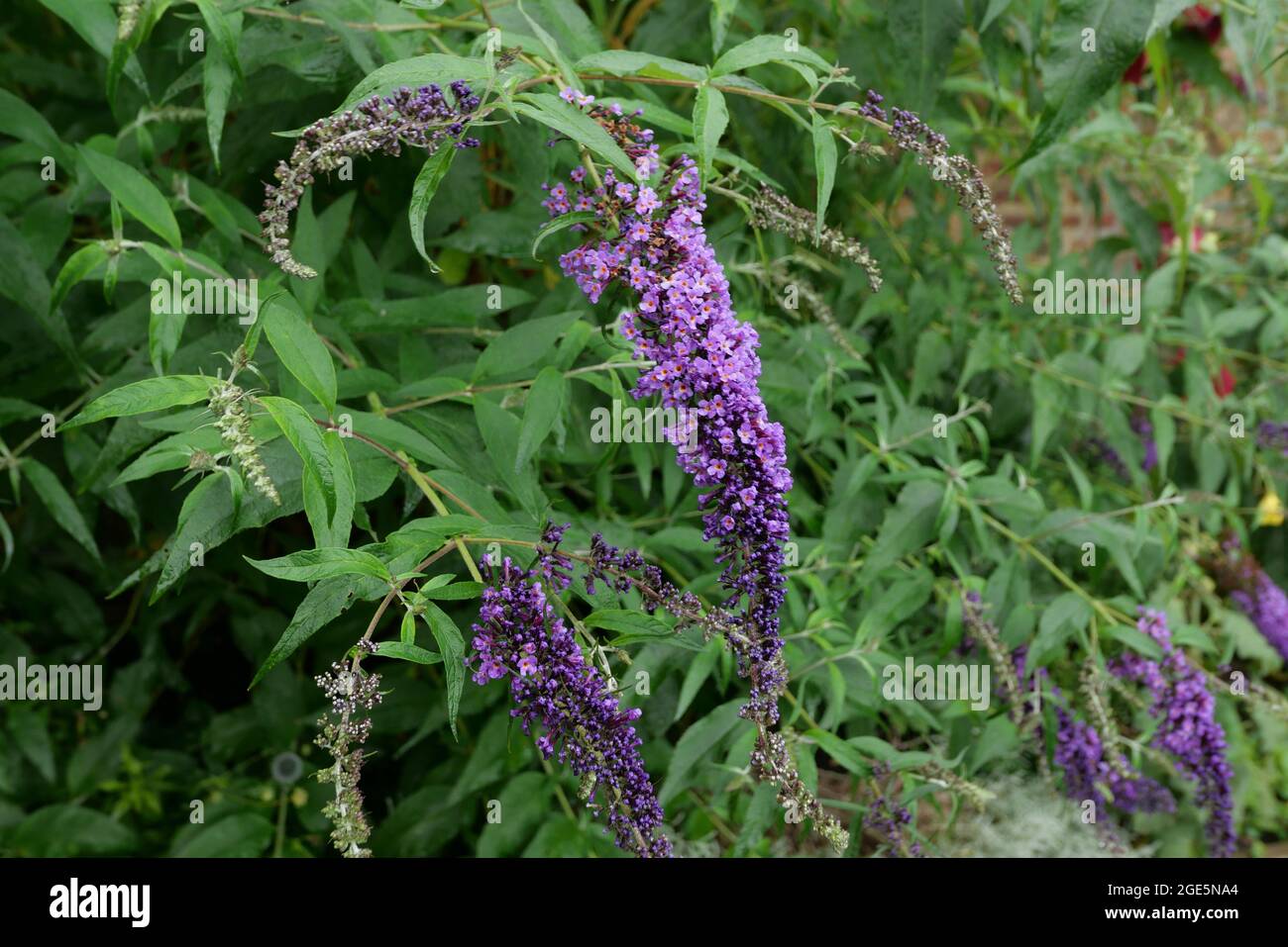 Pretty purple buddleia flowers and green foliage in garden setting ...