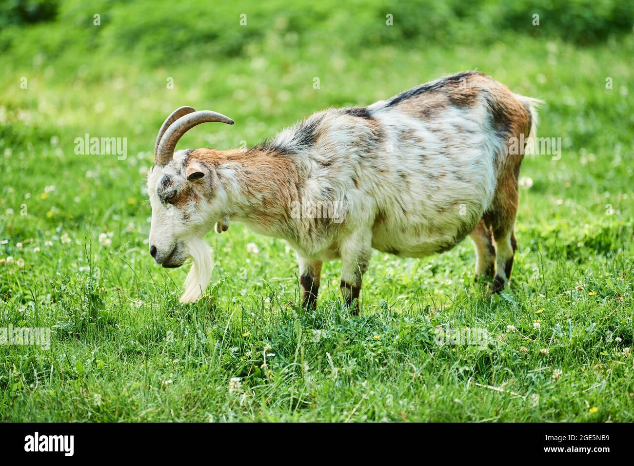 Domestic goat capra aegagrus hircus on a meadow hi-res stock ...