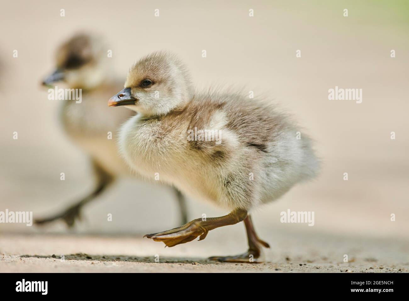 Juvenile white fronted goose hi-res stock photography and images - Alamy