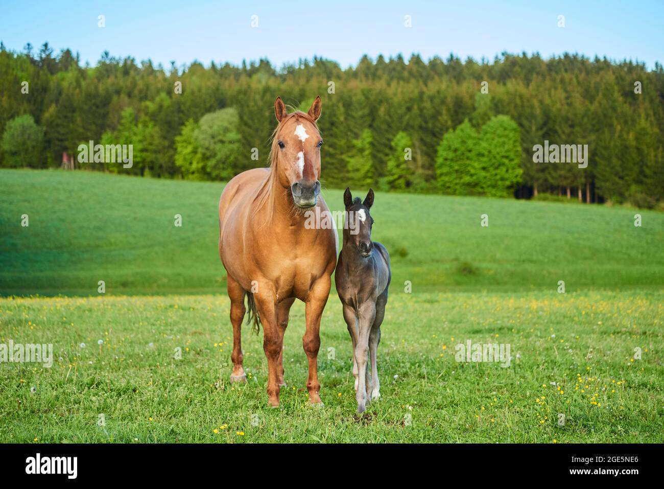 American Quarter Horse mare with her foal, Bavaria, Germany Stock Photo ...