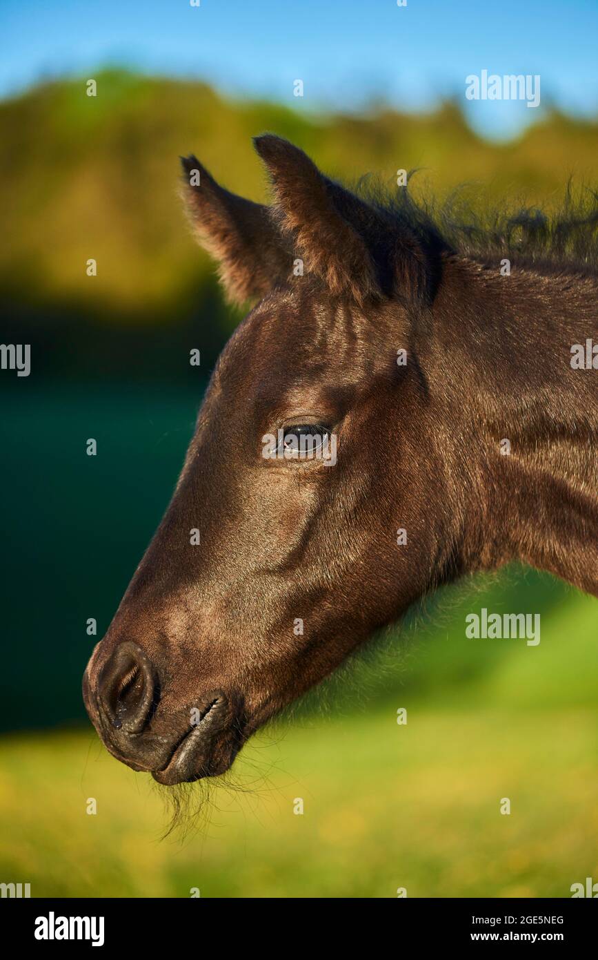 Foal head horse portrait hi-res stock photography and images - Alamy