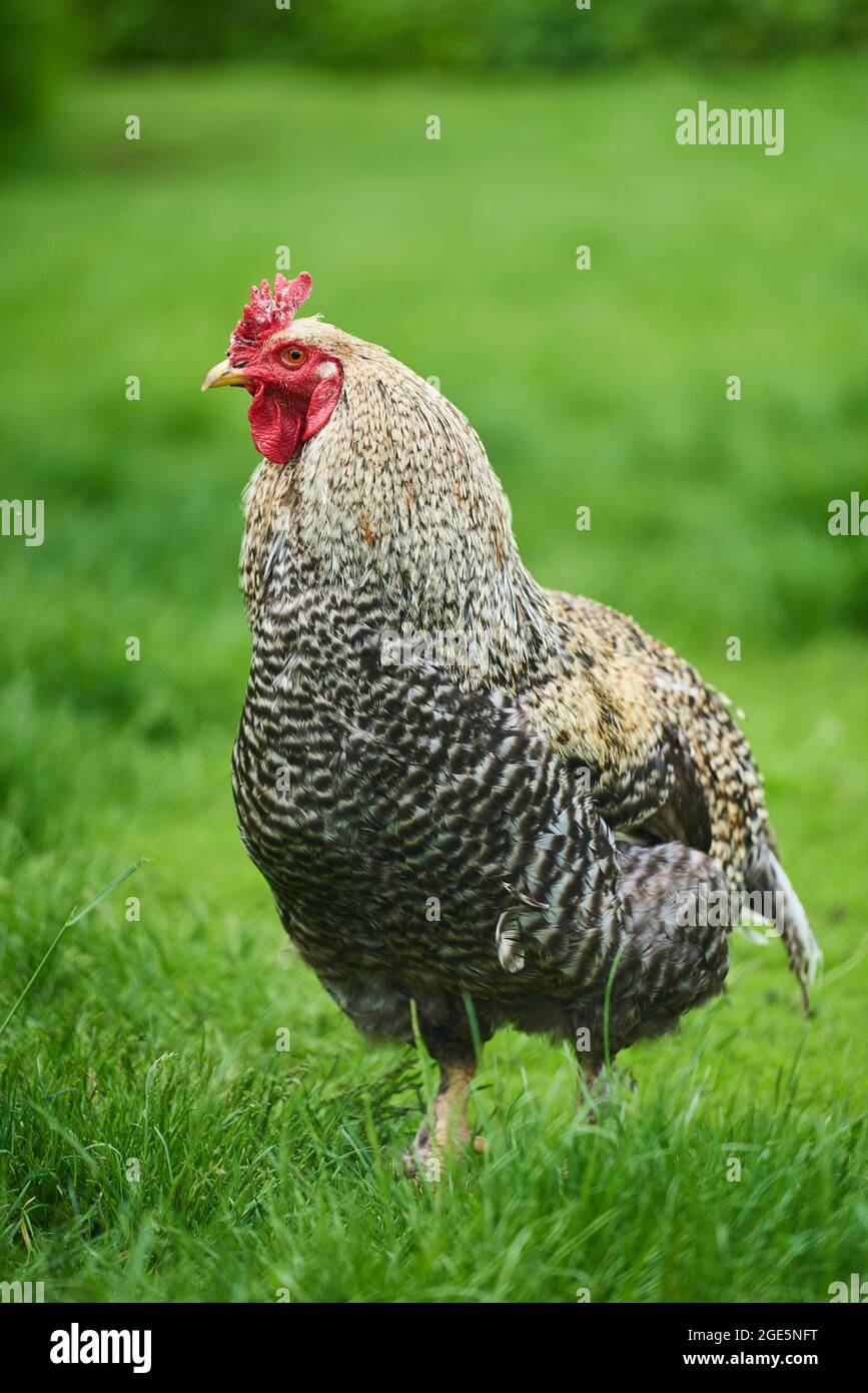 Domestic Chicken (Gallus gallus domesticus) hen, Bavaria, Germany Stock ...