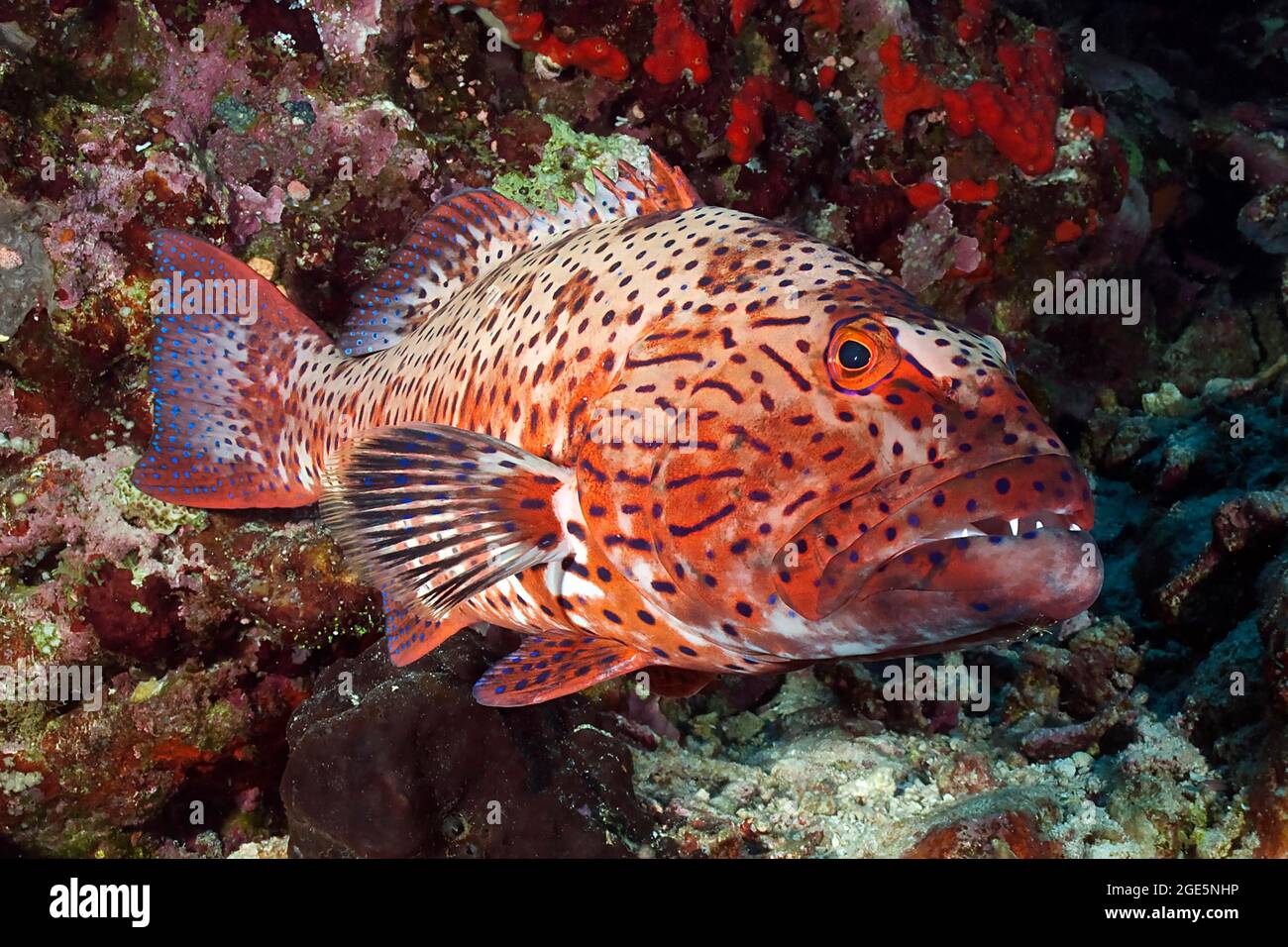 Red Grouper Underwater