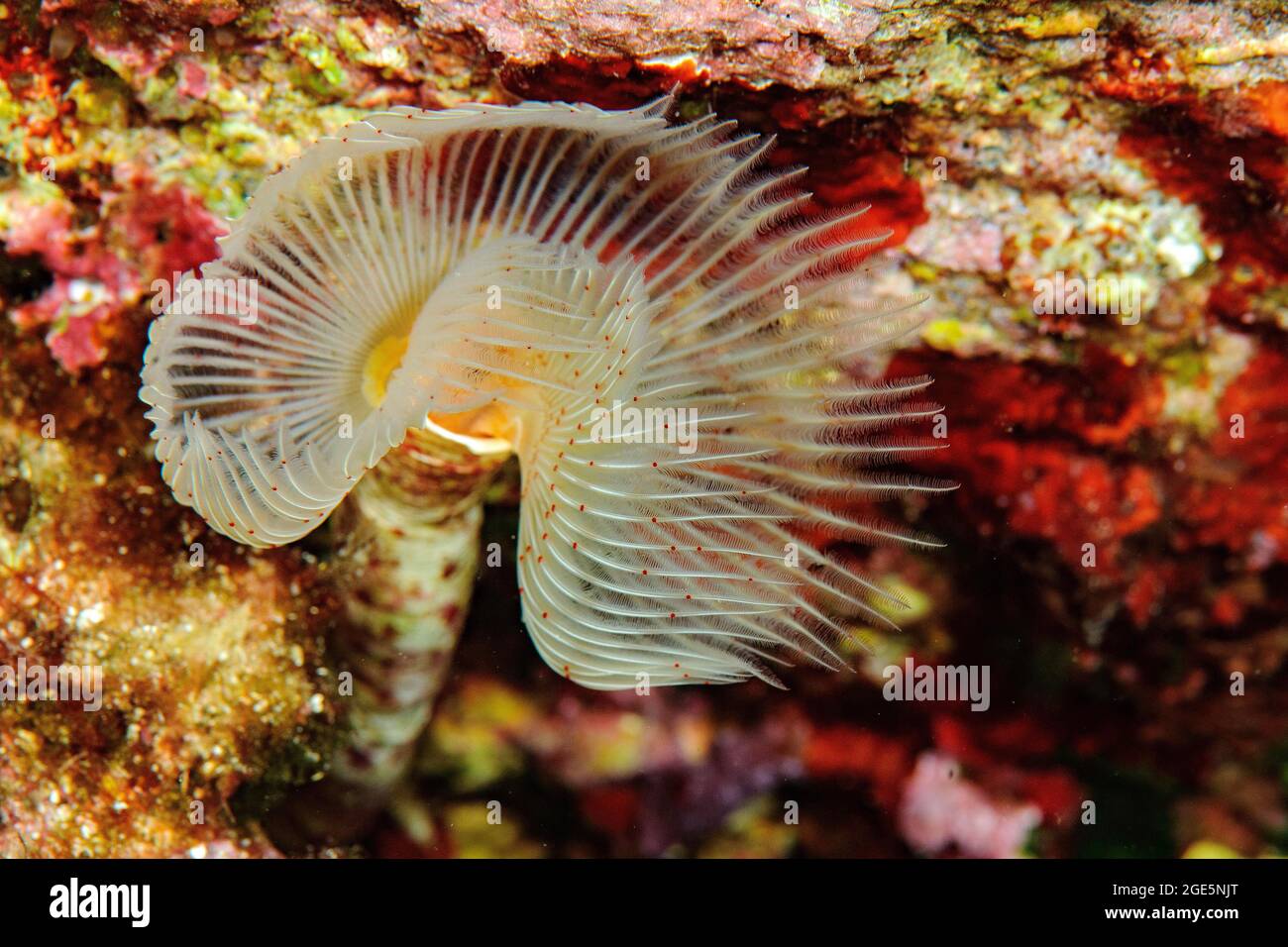 White lime tube worm, Smooth lime tube worm (Protula tubularia ...