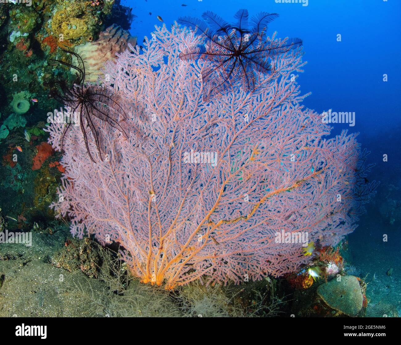 Feather black coral hi-res stock photography and images - Alamy
