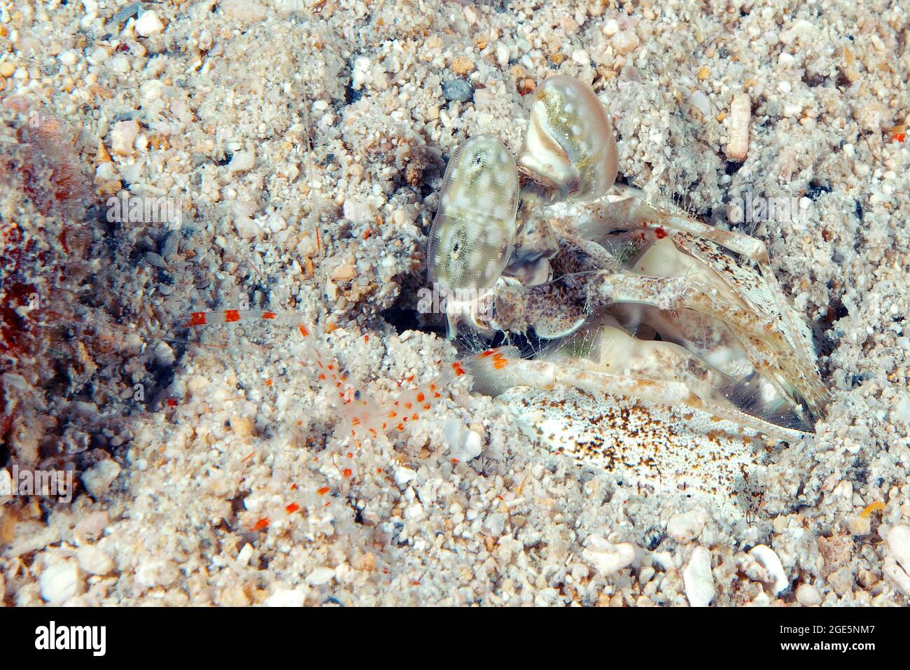 Spear mantis shrimp (Squilla empusa), juvenile Banded Coral Shrimp ...