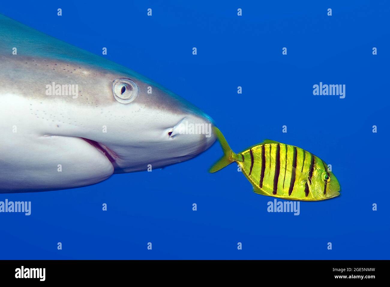 Shark with pilot fish hi-res stock photography and images - Alamy