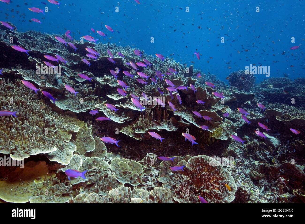 Purple Yellowstriped fairy basslet (Pseudanthias tuka), Philippine Sea ...