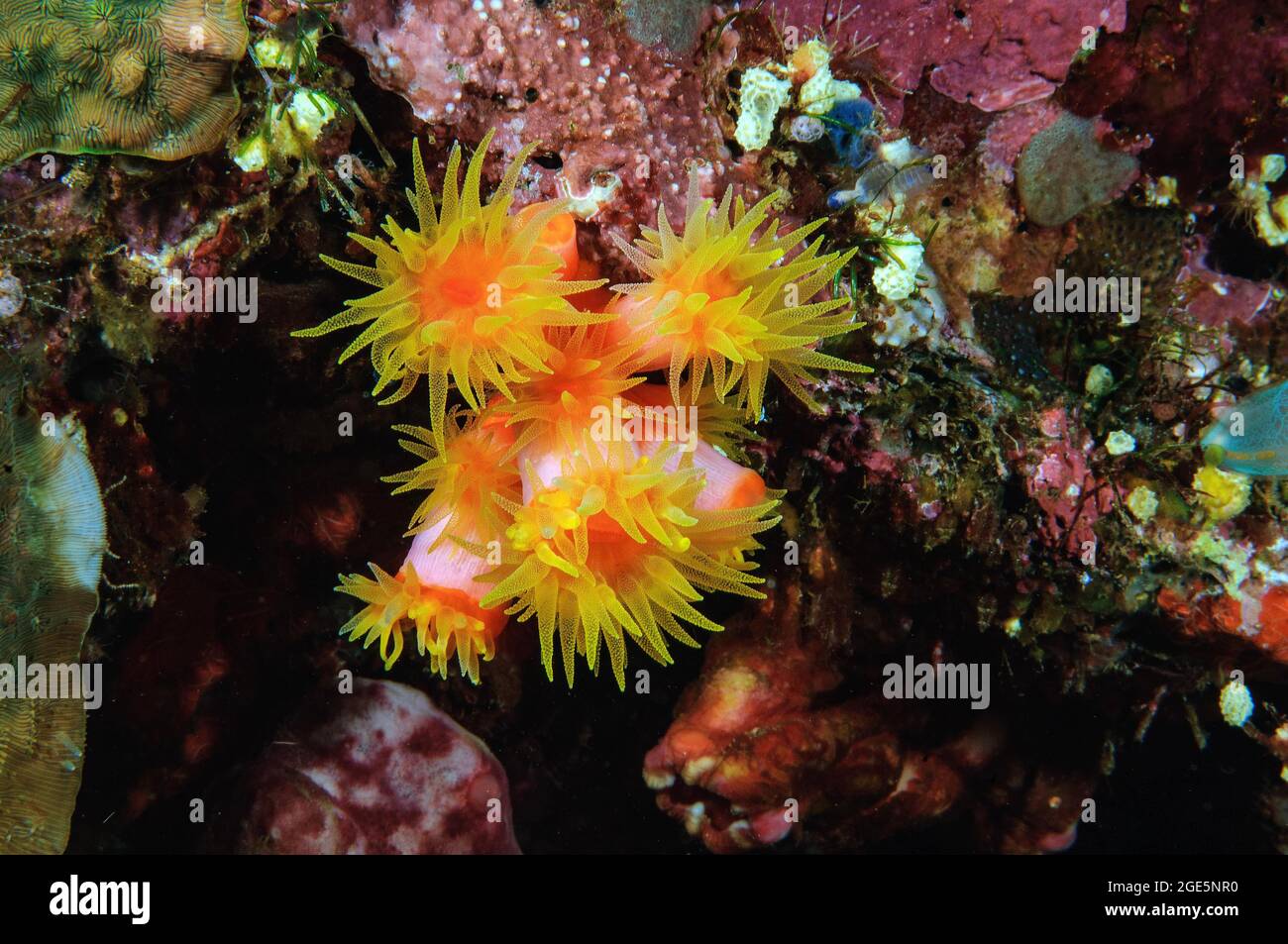 Orange Cup Coral (Tubastraea coccinea), Pacific Ocean, Indonesia Stock ...