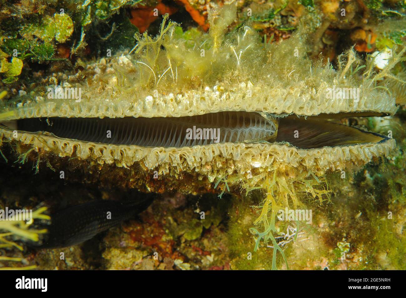 Open sea shell hi-res stock photography and images - Alamy