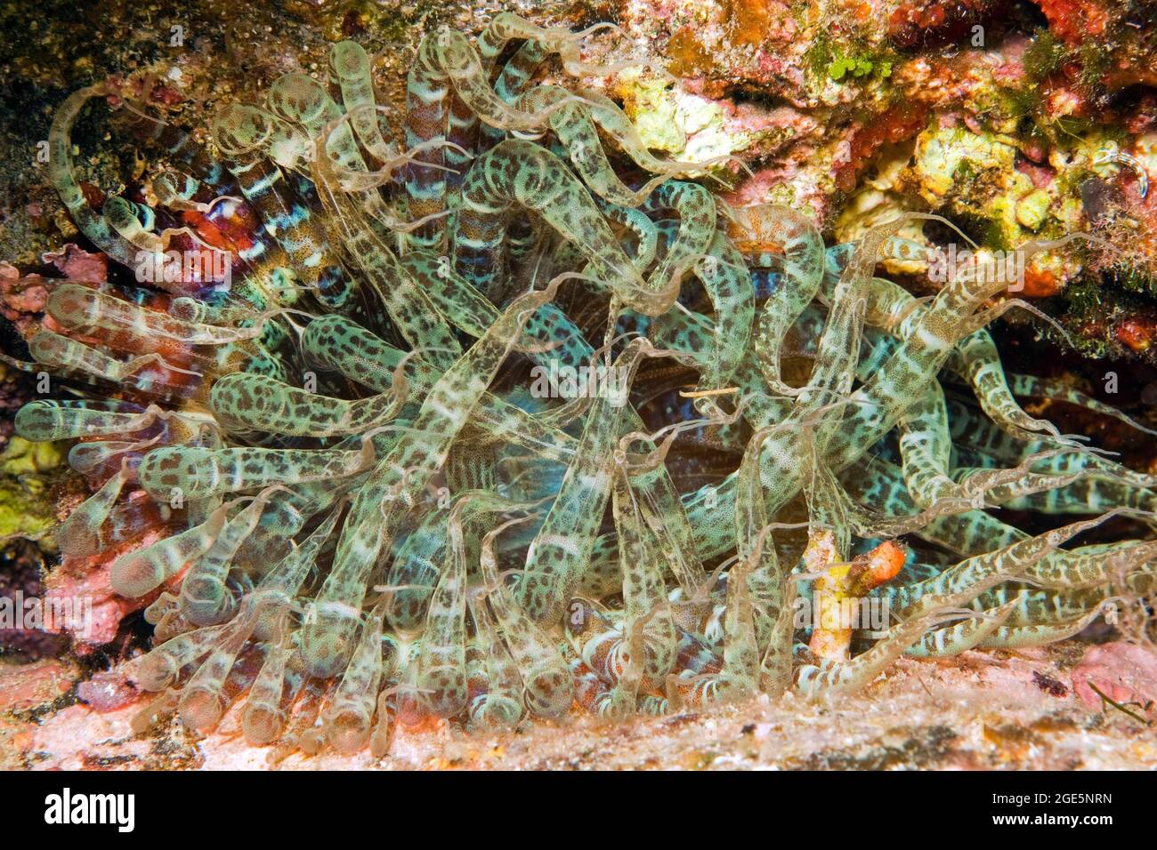 Trumpet anemone (Aiptasia mutabilis), Mediterranean Sea, Giglio ...