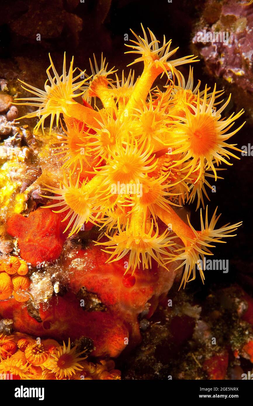 Astroides (Astroides calycularis), Mediterranean Sea, Portofino ...