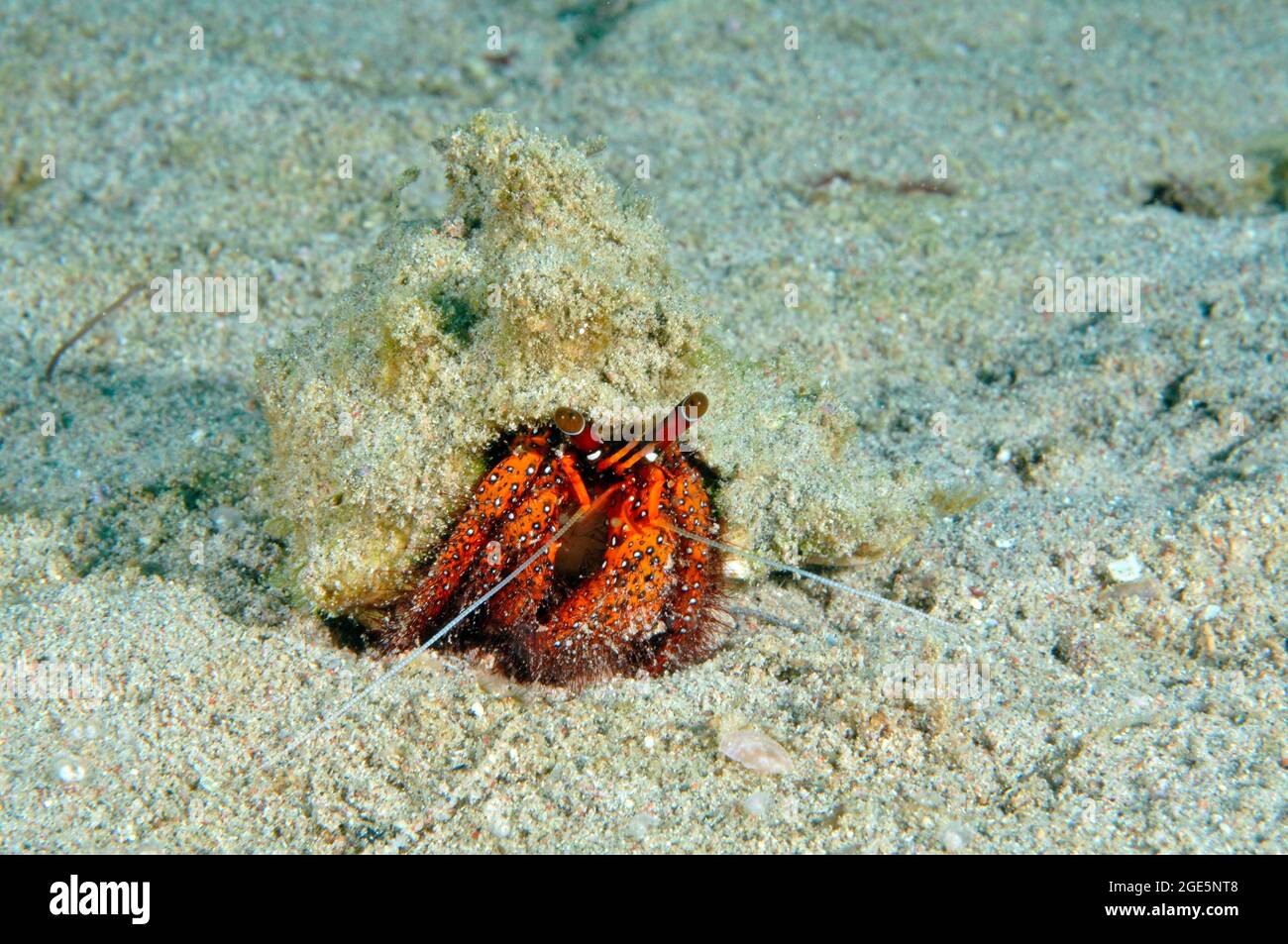 White spotted hermit crab (Dardanus megistos) carrying snail shell ...