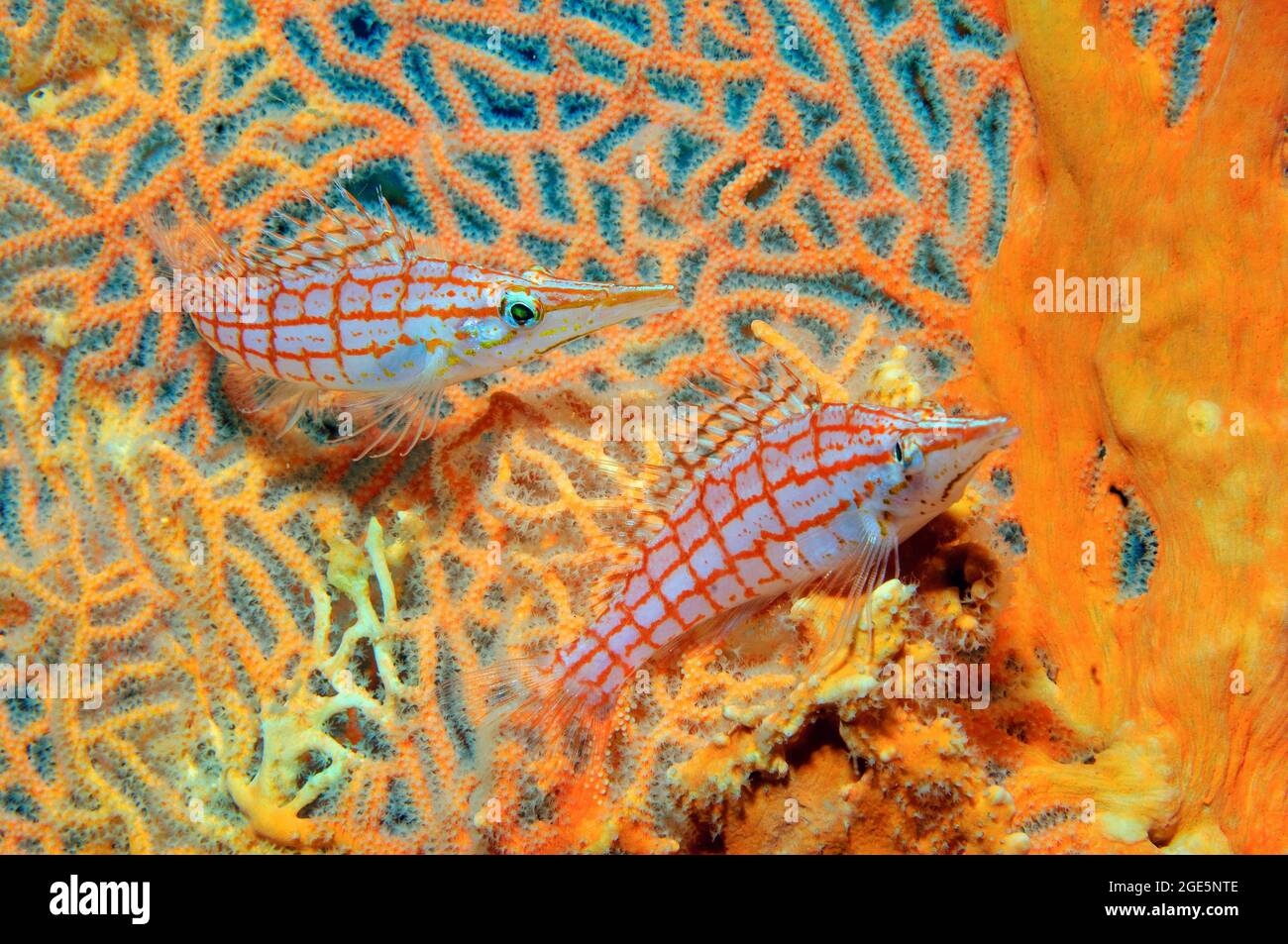 Pair of Long-billed Longnose hawkfish (Oxycirrhites typus) sitting in ...