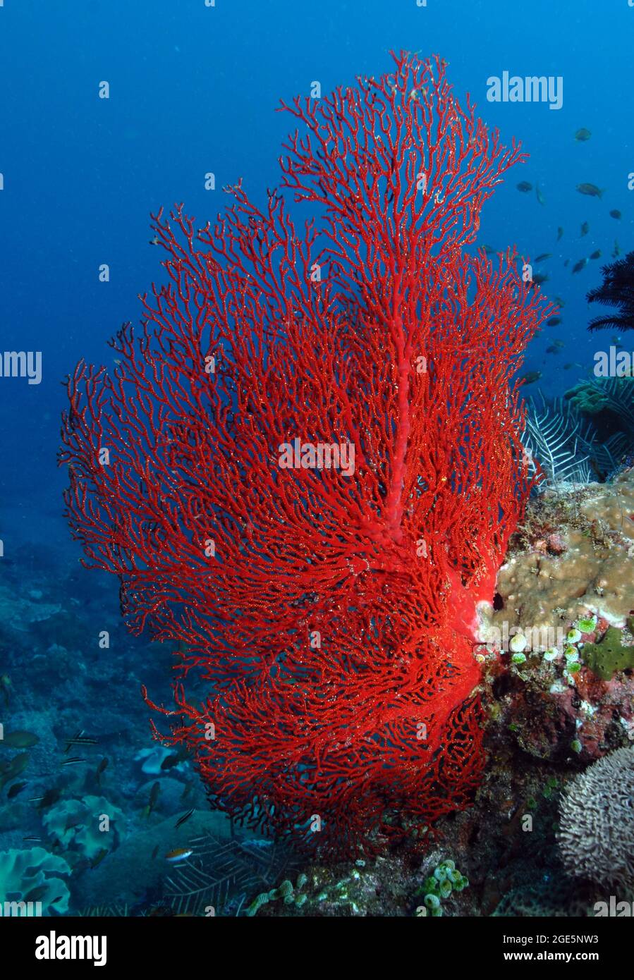 Octocorallia gorgonacea hi-res stock photography and images - Alamy