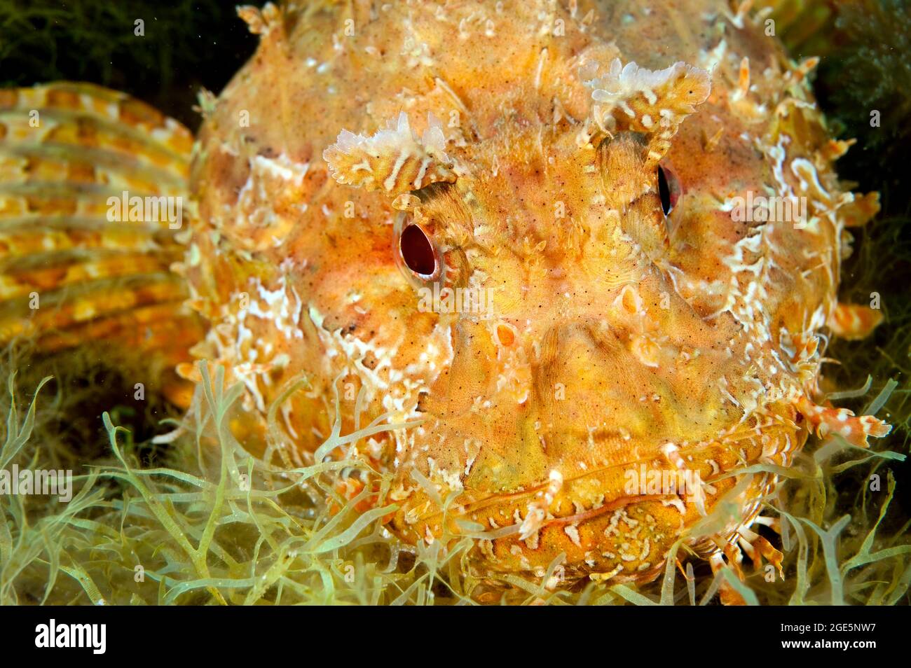 Head and spread pectoral fins of Greater Red Scorpionfish (Scorpaena ...