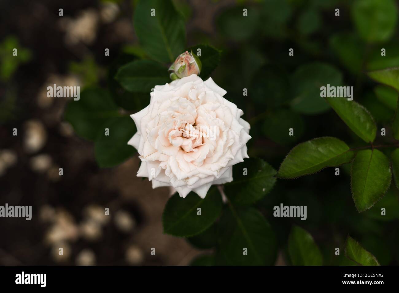 White rose in the center of the frame on a dark background Stock Photo ...
