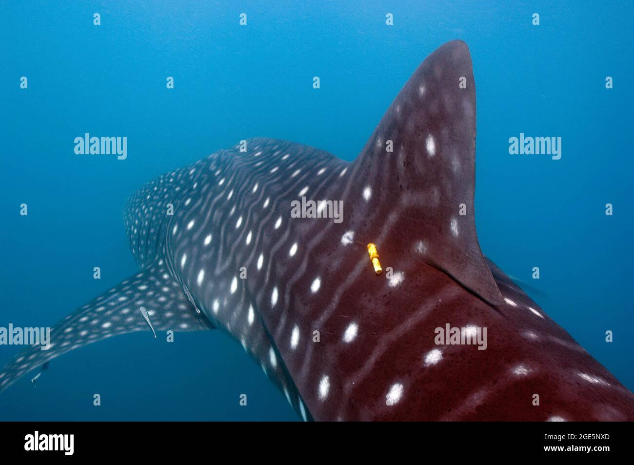 Marine Biology Sharks