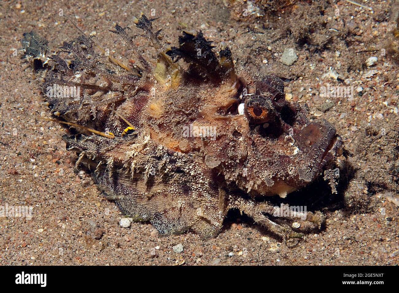 Filament Finned Stinger (Inimicus filamentosus) lurks rusty brown ...