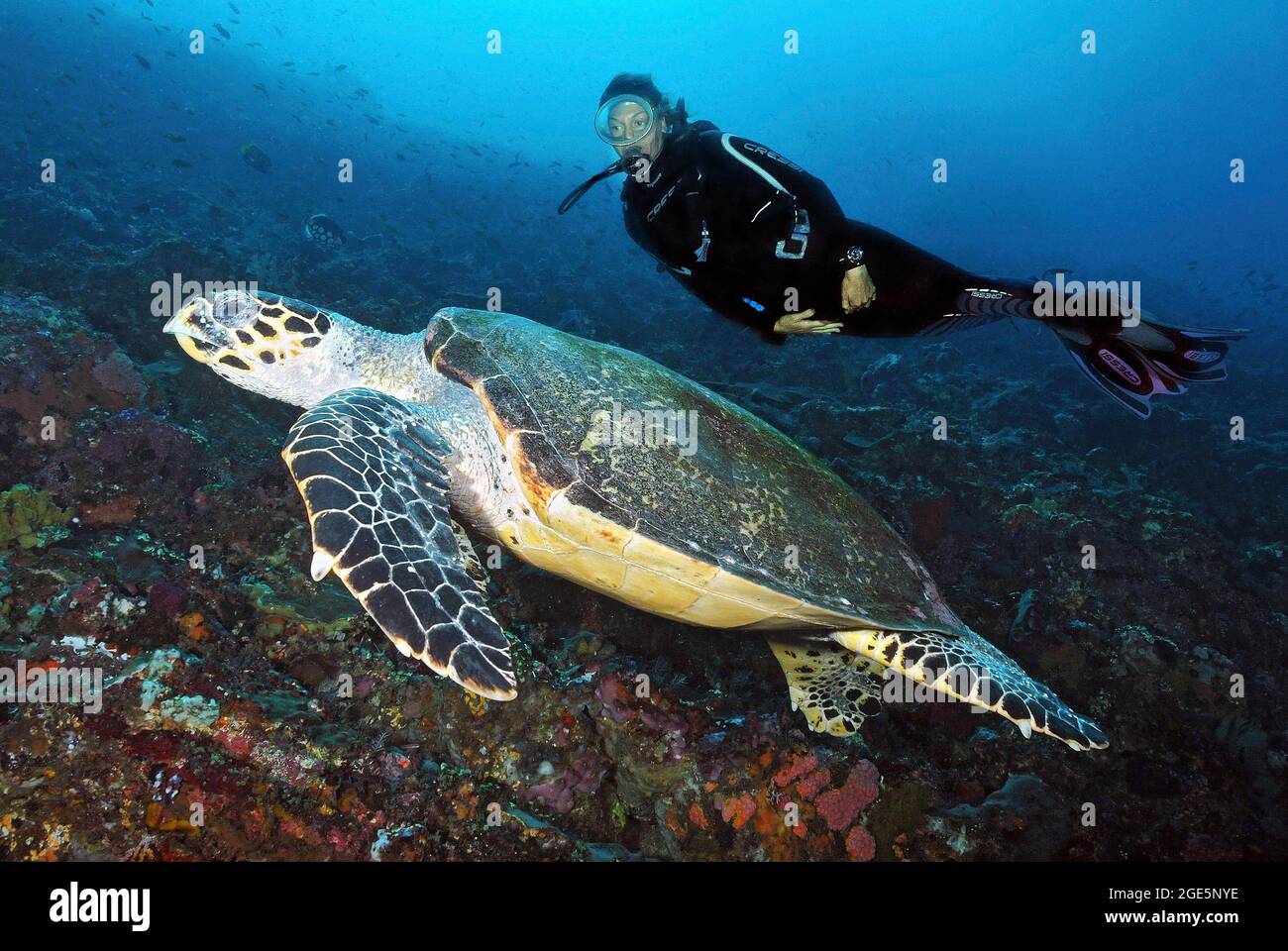 Diver looking at large Hawksbill sea turtle (Eretmochelys imbricata ...