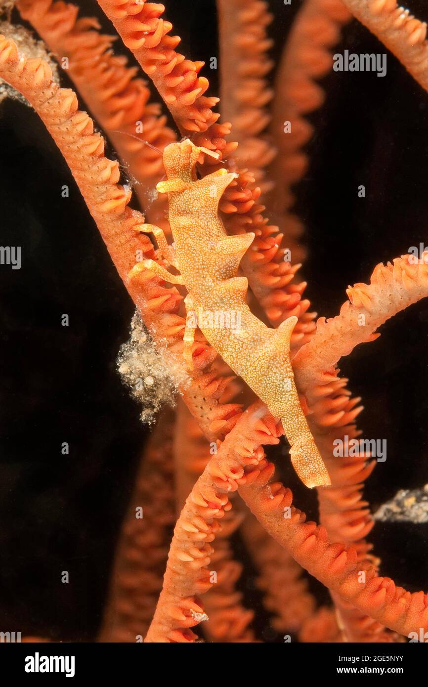 Longhorn shrimp (Miropandalus hardingi) on sea whip (Junceella fragilis ...