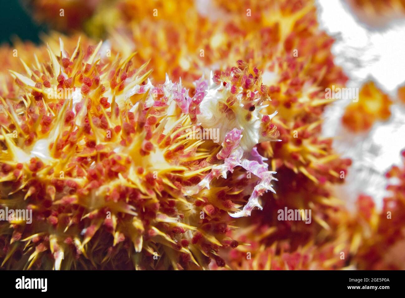 Dendronephtya Crab (Hoplophrys oatesii) sitting on soft coral ...