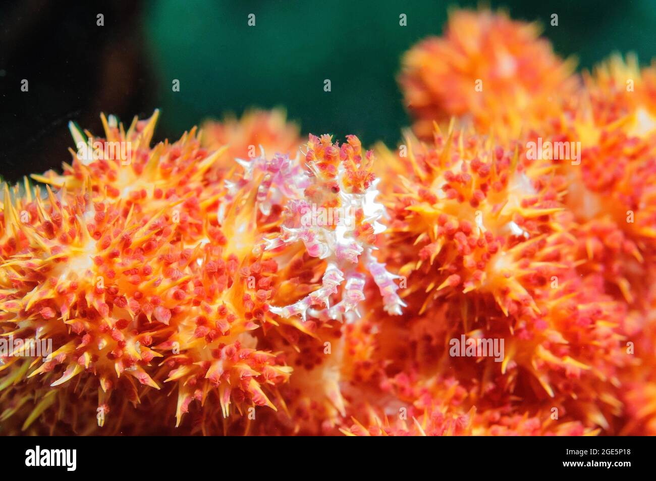 Dendronephtya crab hi-res stock photography and images - Alamy