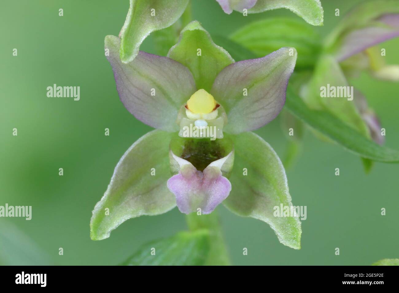 Broad-leaved marsh orchid (Epipactis helleborine) Flowers of an orchid, Siegerland, North Rhine ...