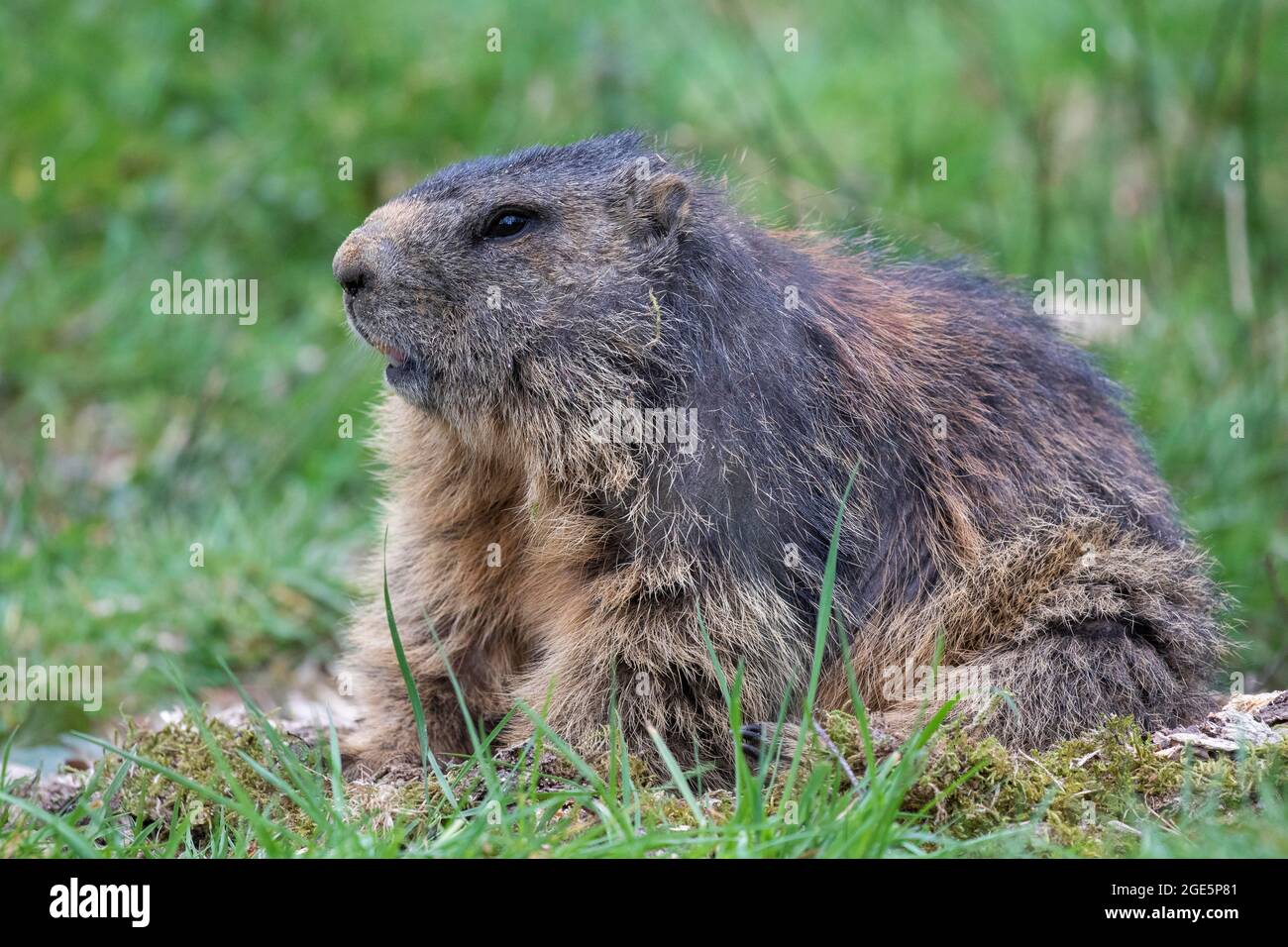Marmot (Marmota), Germany Stock Photo - Alamy