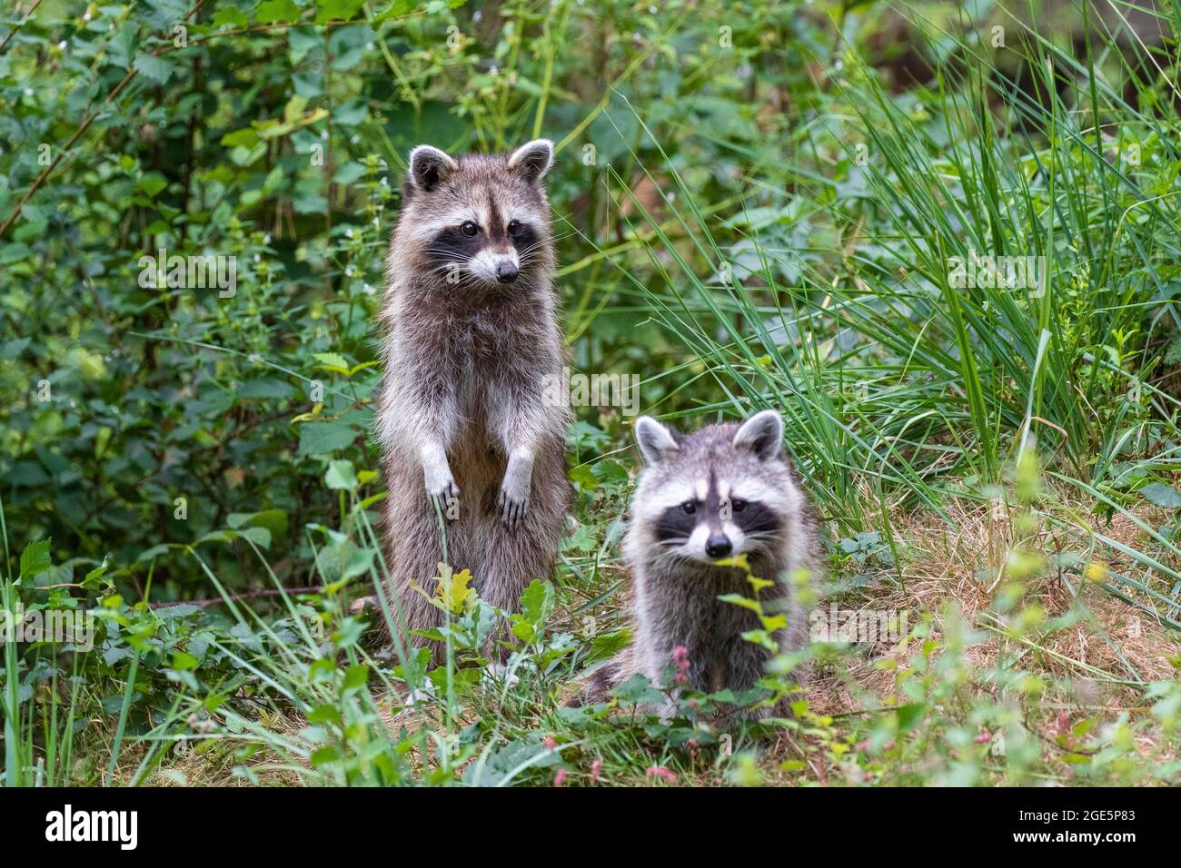Raccoons (Procyon lotor), Germany Stock Photo - Alamy