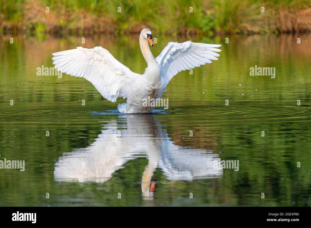 Swan with duck hi-res stock photography and images - Alamy