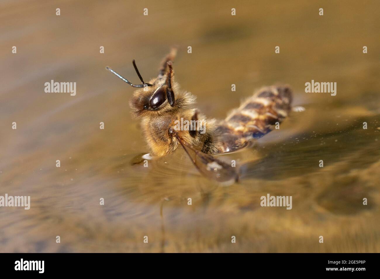 Honey Bee (Apis) swimming in water, Germany Stock Photo - Alamy