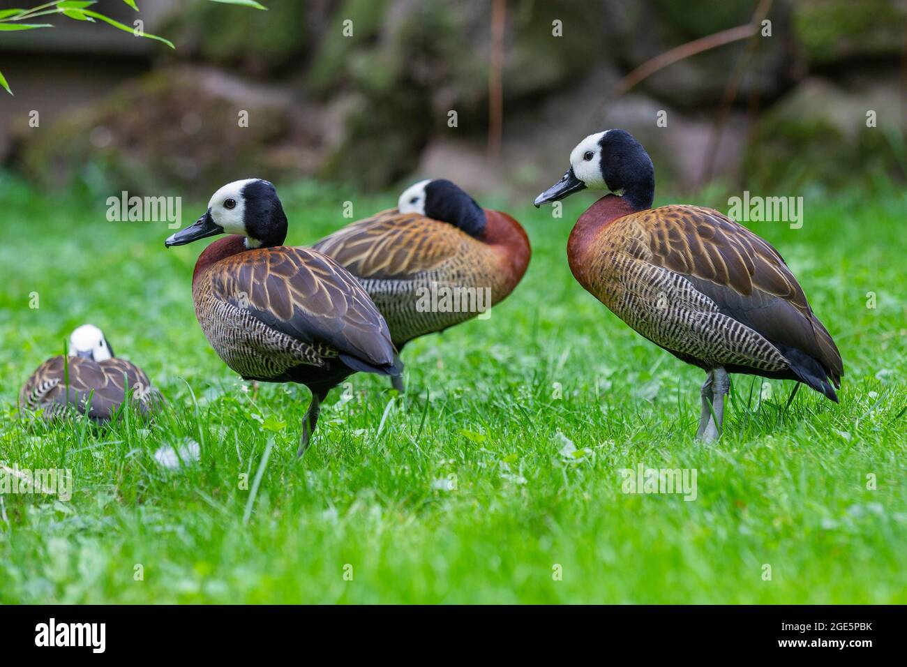 White-faced whistling ducks (Dendrocygna viduata), Germany Stock Photo ...