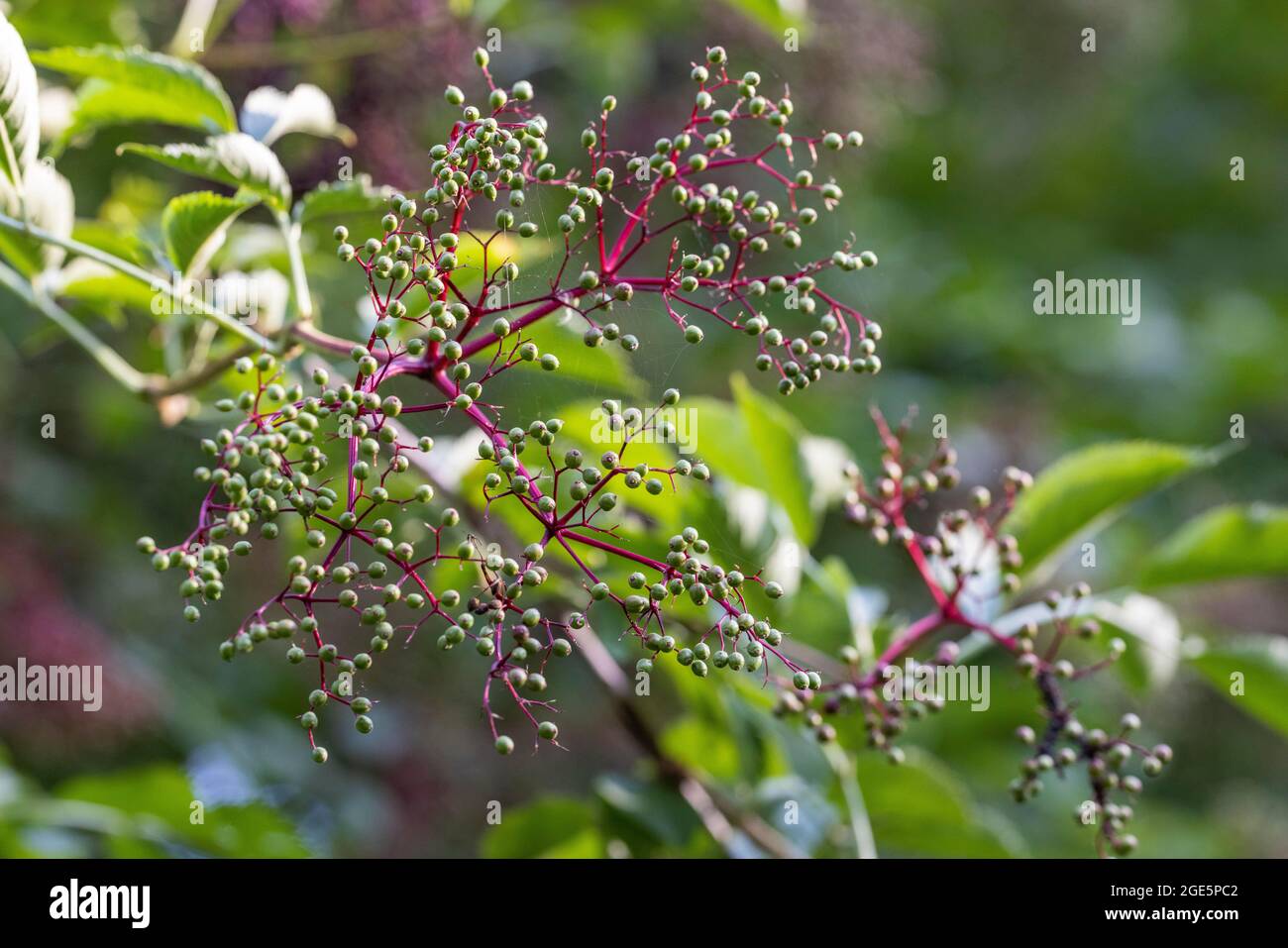 Elder (Sambucus nigra), unripe berries, Germany Stock Photo - Alamy