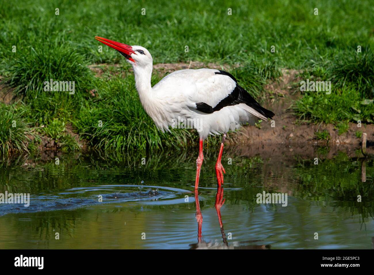 White stork (Ciconia ciconia), Germany Stock Photo - Alamy