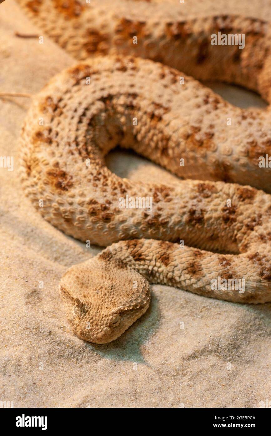 Saharan horned viper (Cerastes cerastes), captive, Germany Stock Photo ...