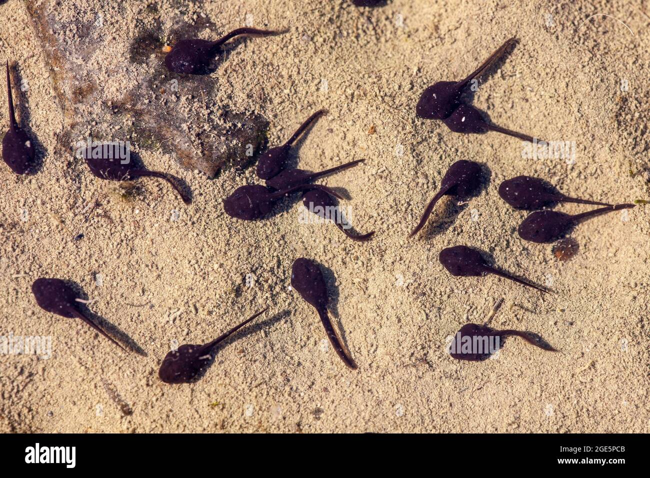 Tadpoles in a rain puddle, Germany Stock Photo - Alamy