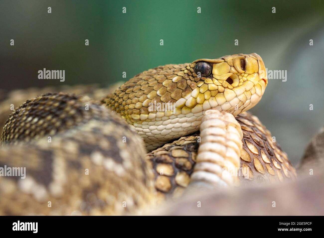 Mexican west coast rattlesnake (Crotalus basiliscus), captive, Germany ...