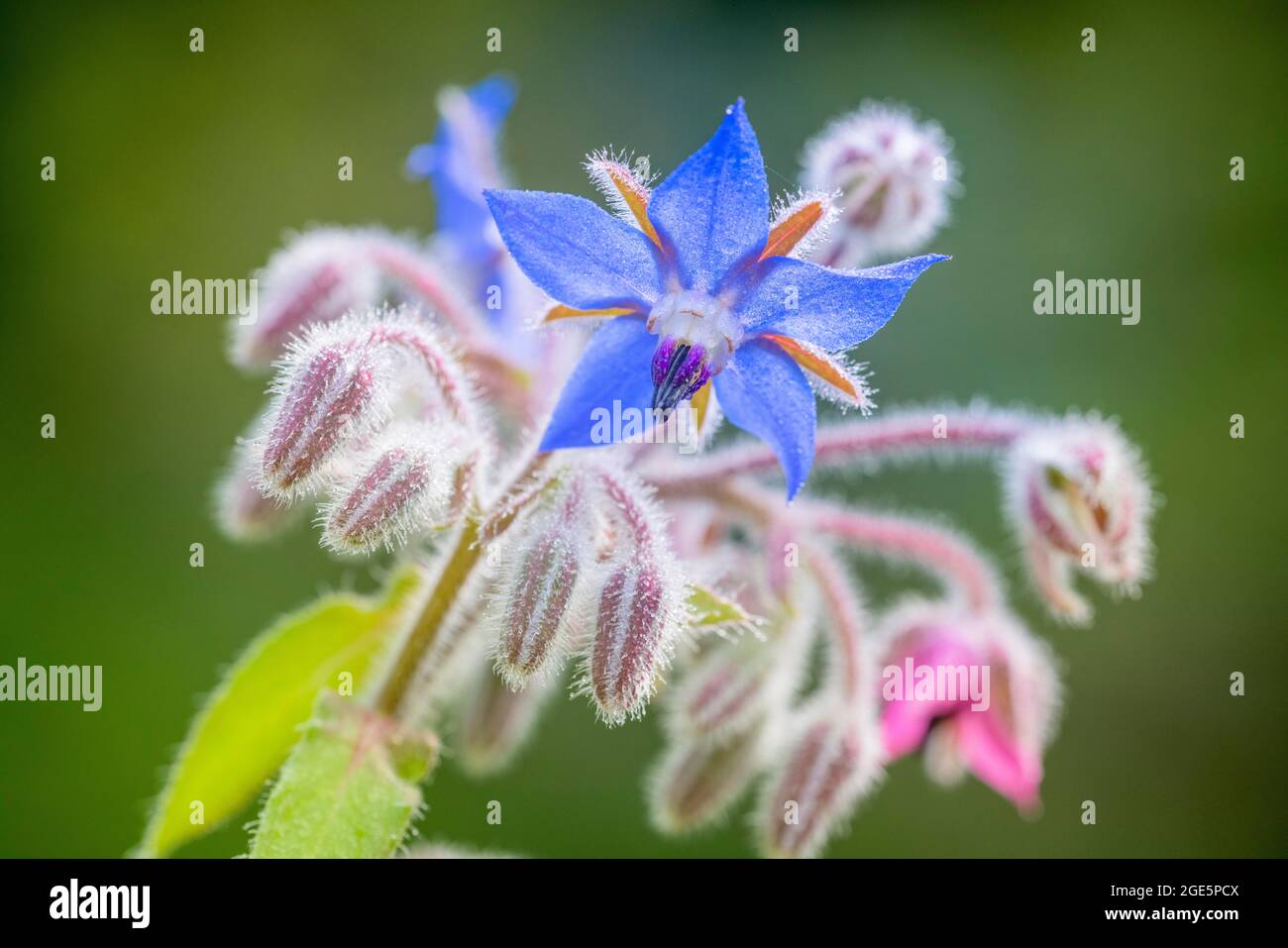 Borage plant flower hi-res stock photography and images - Alamy