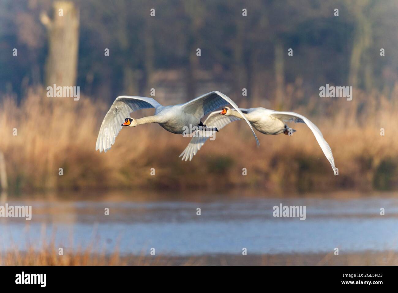 Formation of swan hi-res stock photography and images - Alamy
