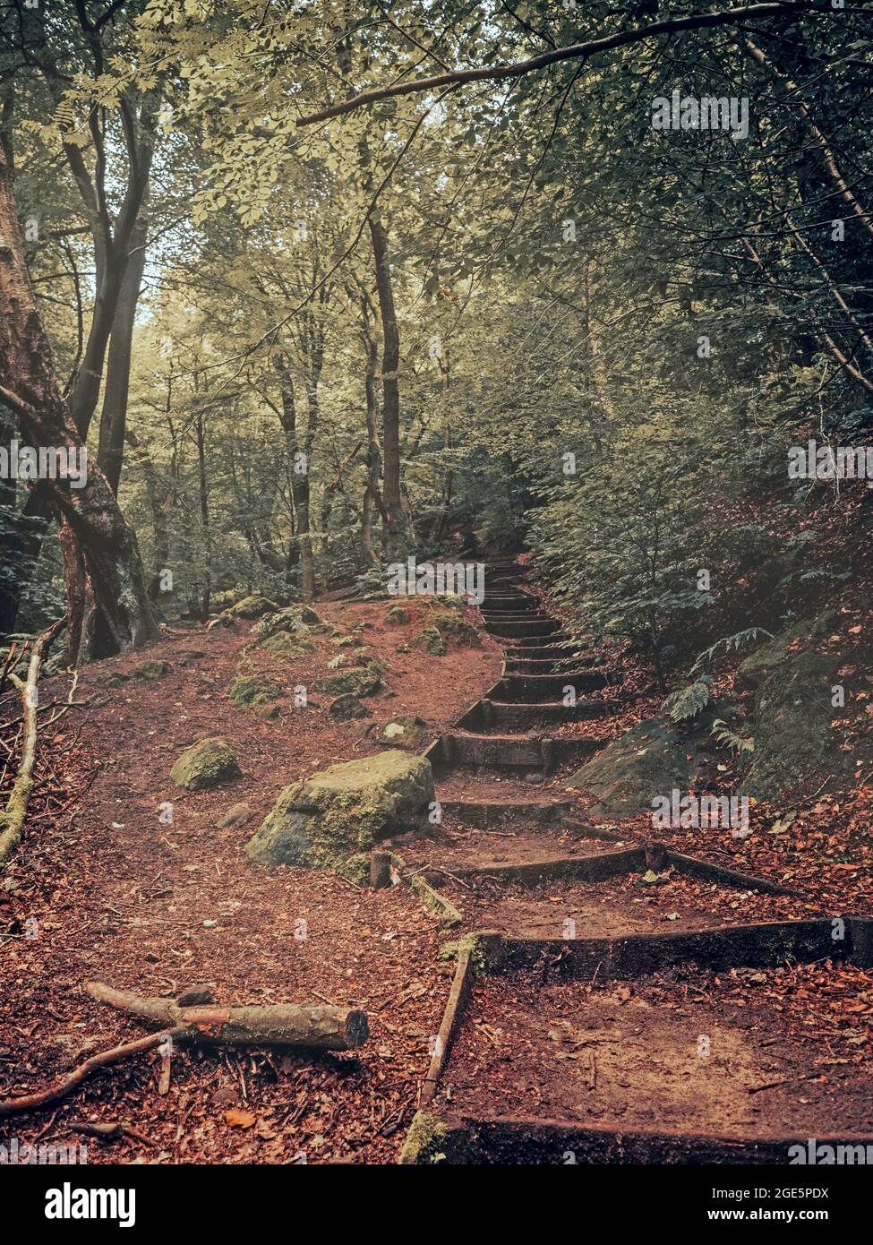 Mystical forest pathways and moss covered trees. The magical forest ...