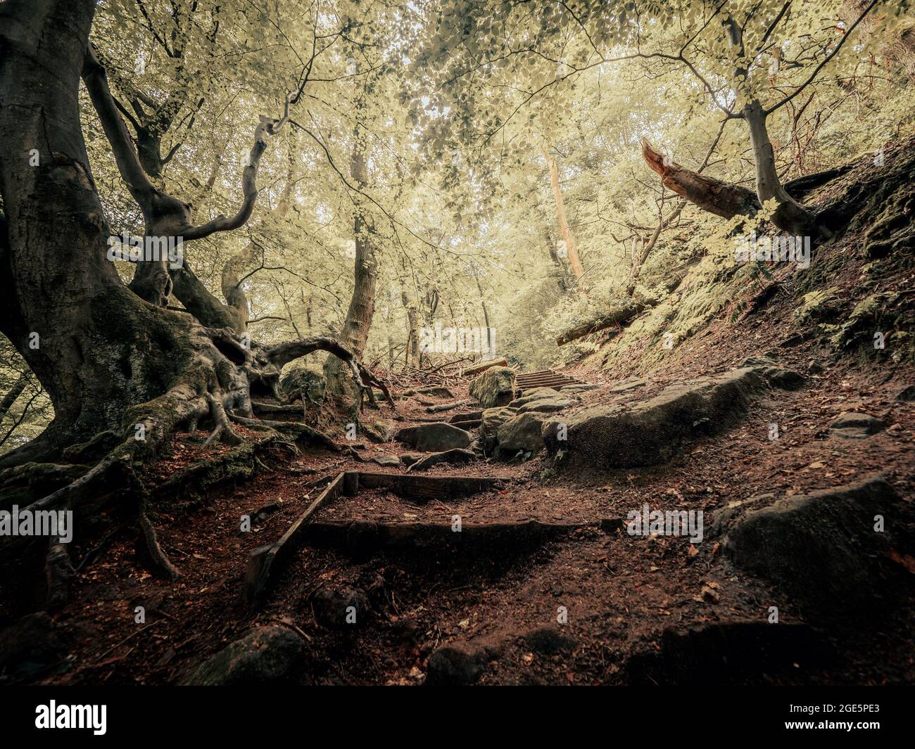 Mystical forest pathways and moss covered trees. The magical forest ...