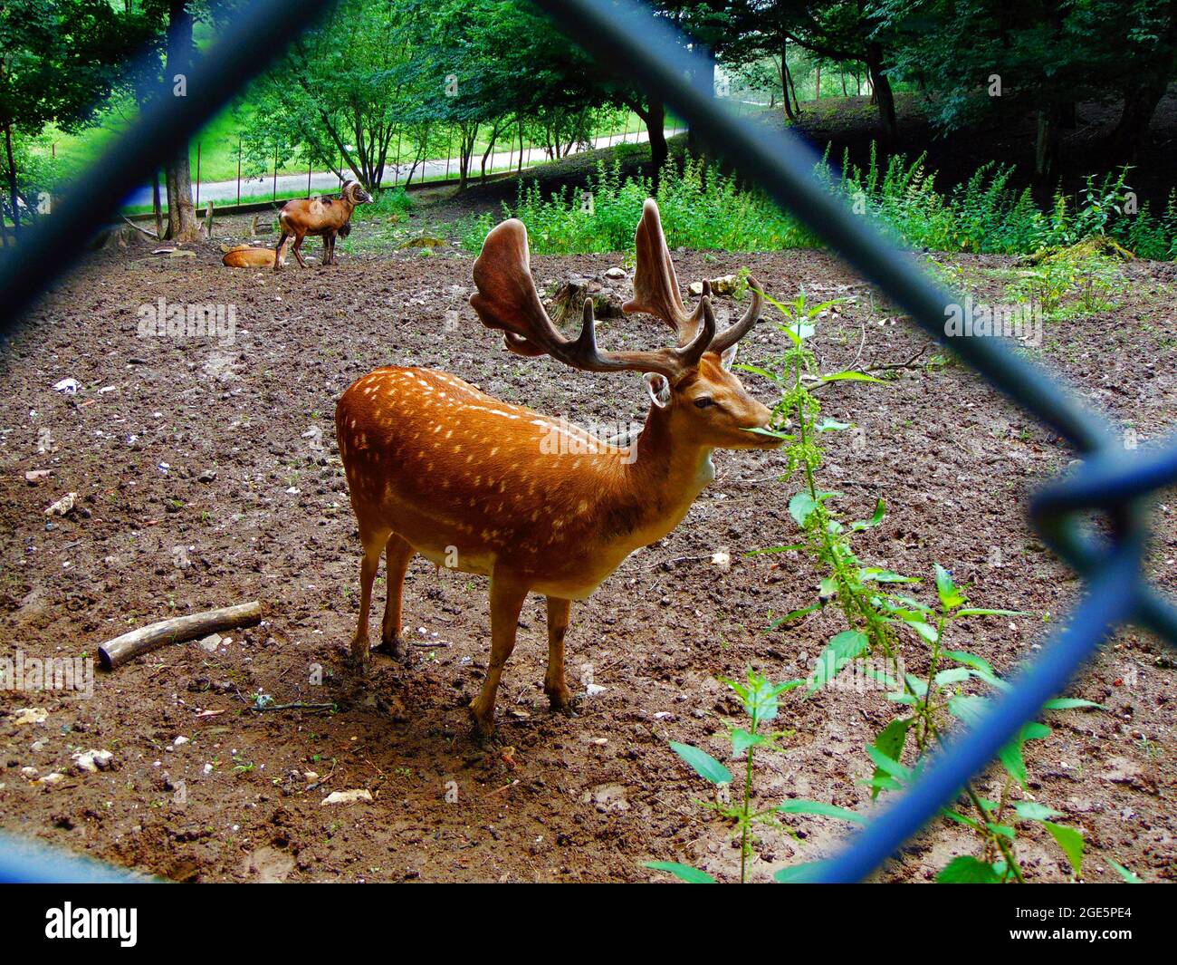 deer at botanical garden in Romania Stock Photo - Alamy
