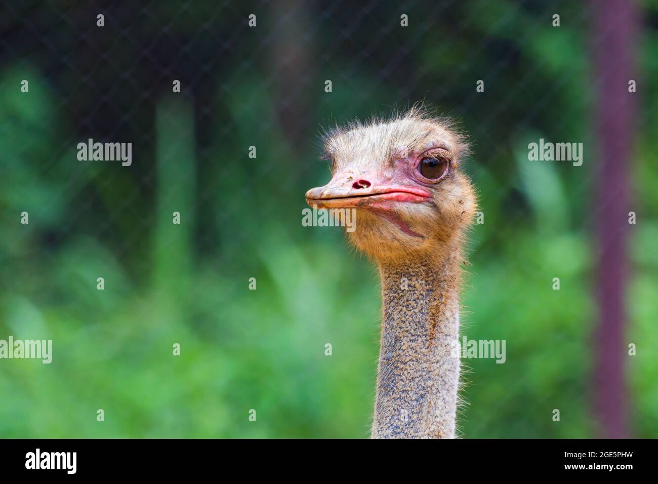 Ostrich head closeup in the morning Stock Photo - Alamy