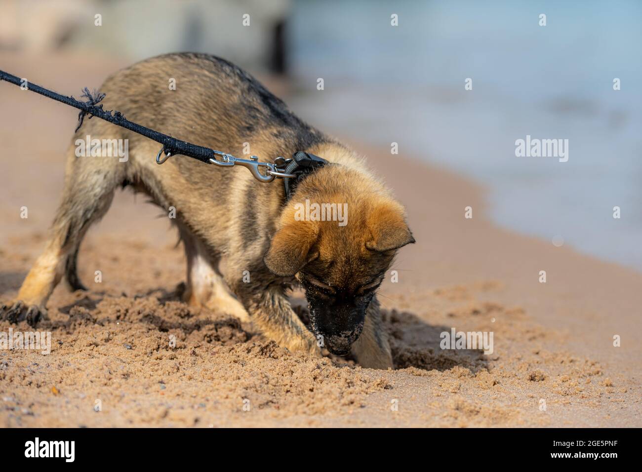 An eleven weeks old German Shepherd puppy playing on a sandy beach ...