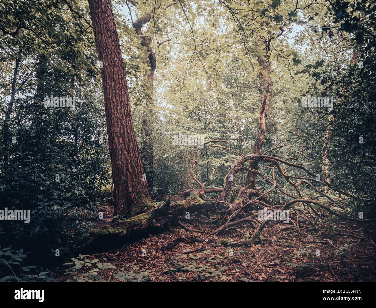 Mystical forest pathways and moss covered trees. The magical forest ...