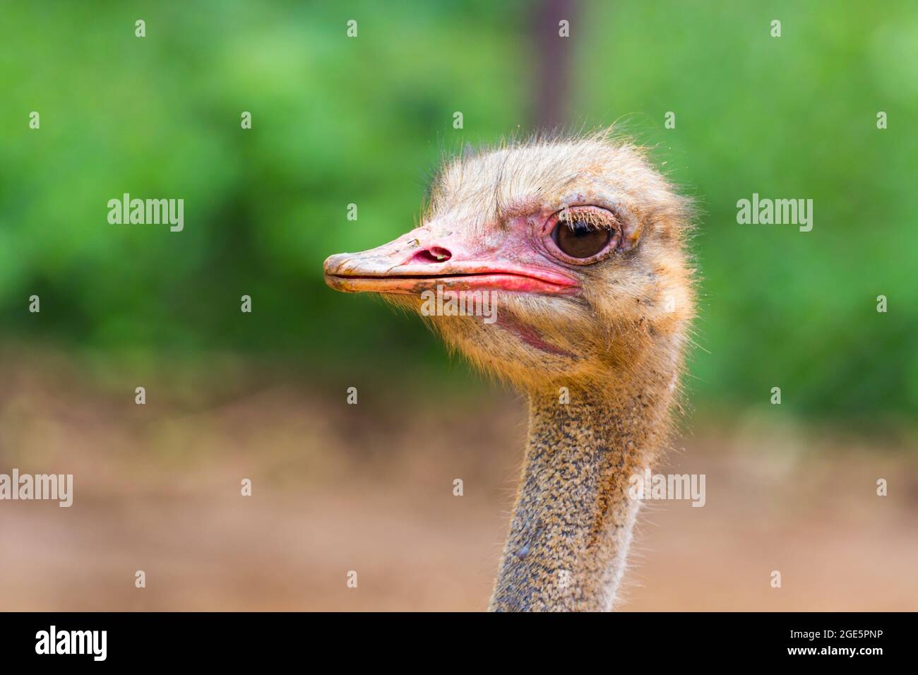 Ostrich head closeup in the morning Stock Photo - Alamy