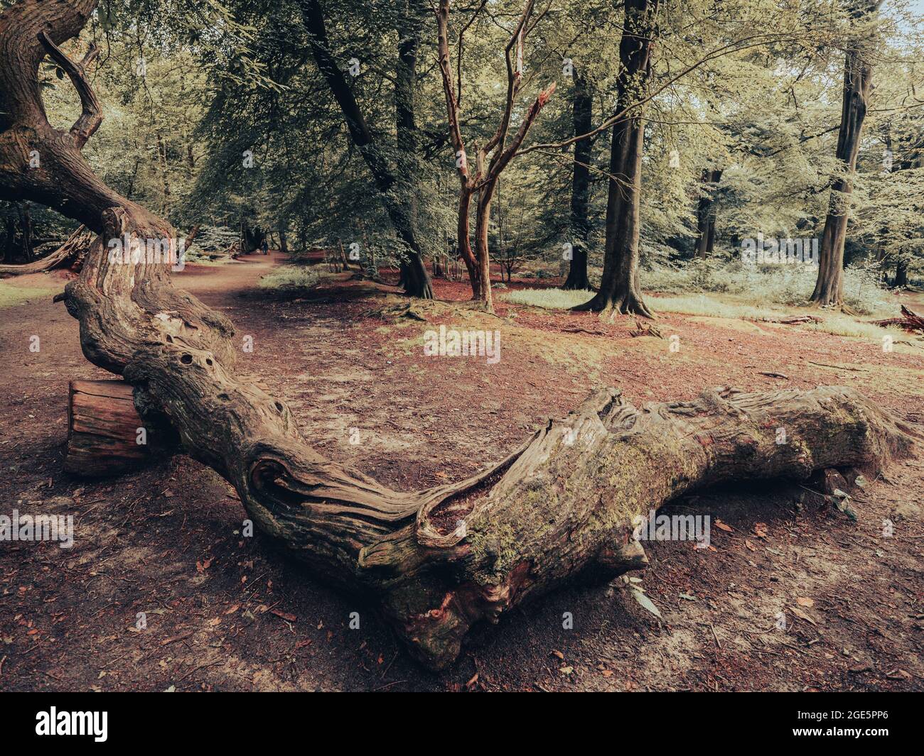 Mystical Forest Path