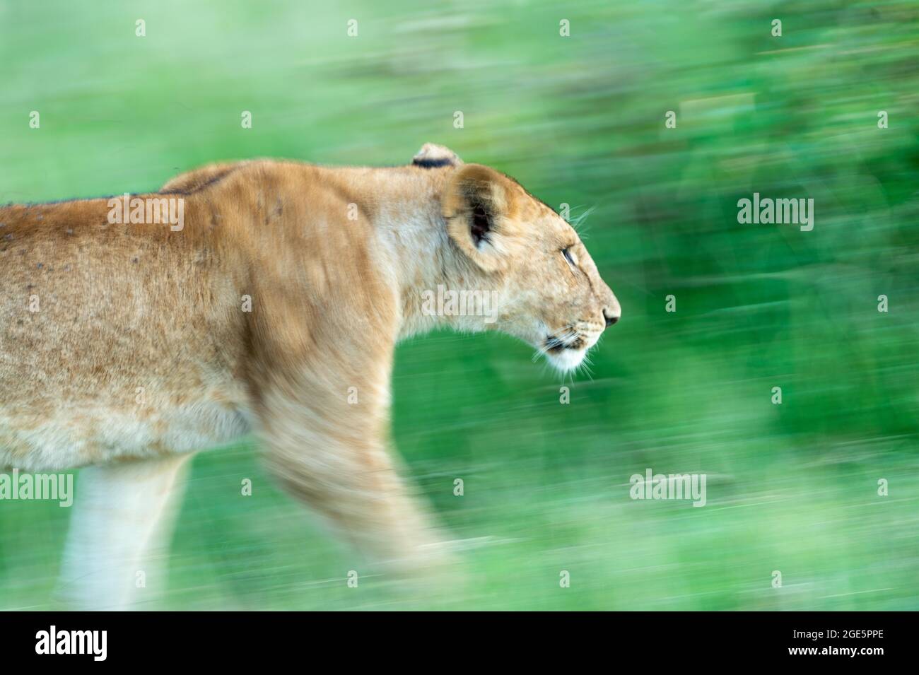 Lion (Panthera leo), lioness running through grassland, Masai Mara ...